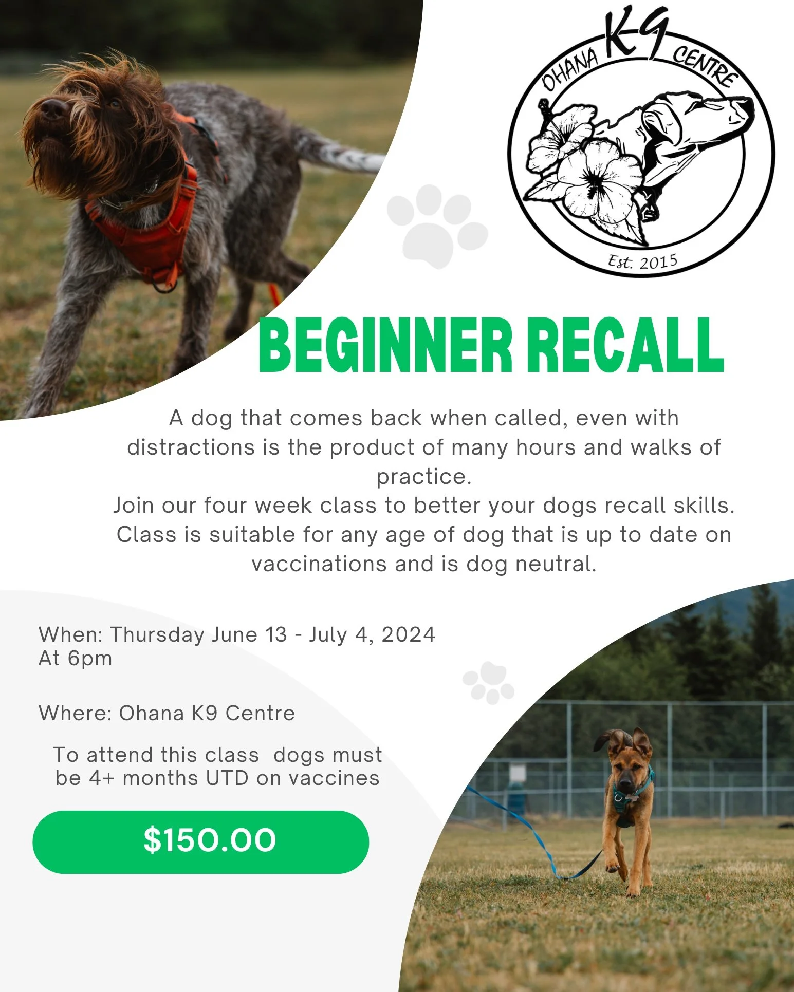 Group Classes — Ohana K9 Centre