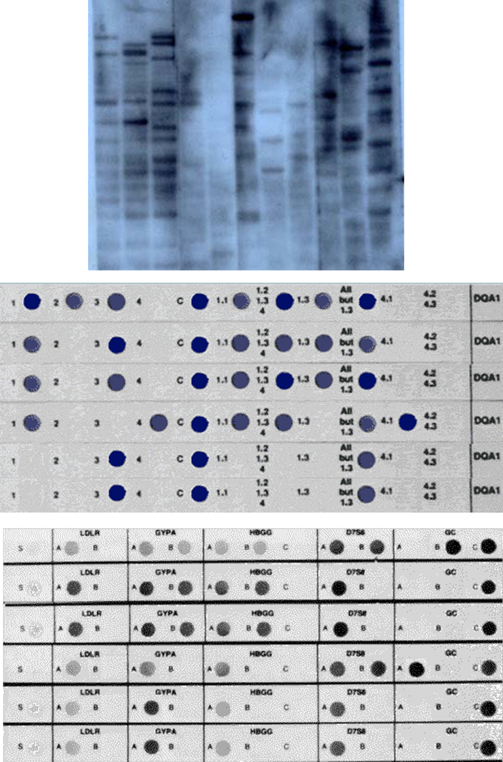 About — Association of Forensic DNA Analysts and Administrators