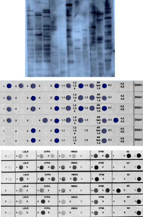 About — Association of Forensic DNA Analysts and Administrators