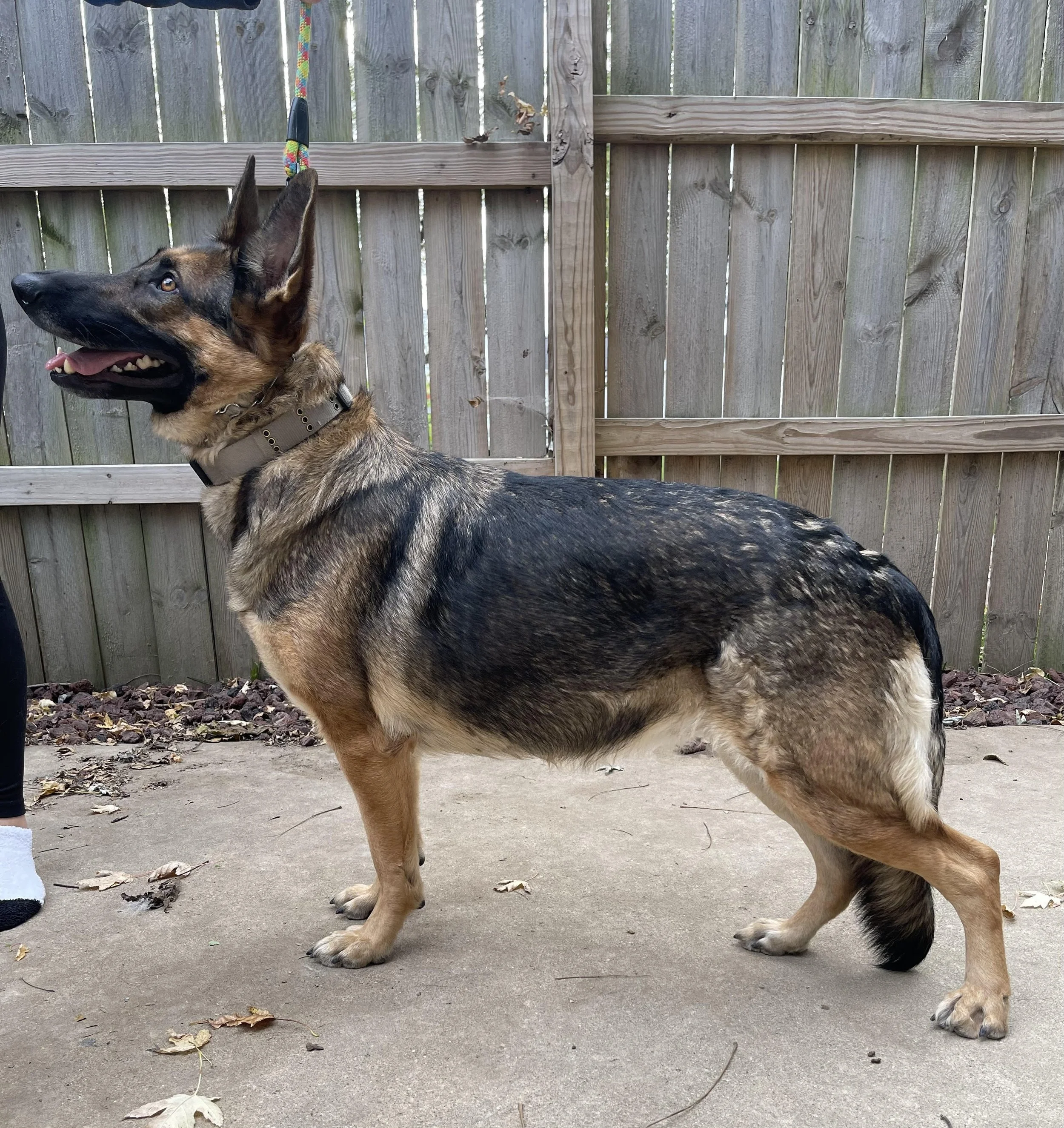AVAILABLE ADULTS — Fancy GSD's