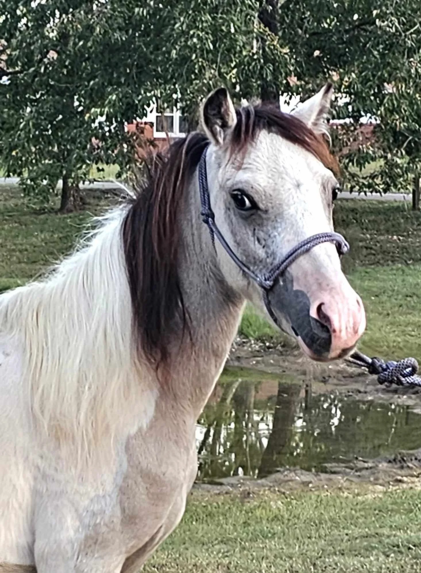 Heartland Equine Rescue
