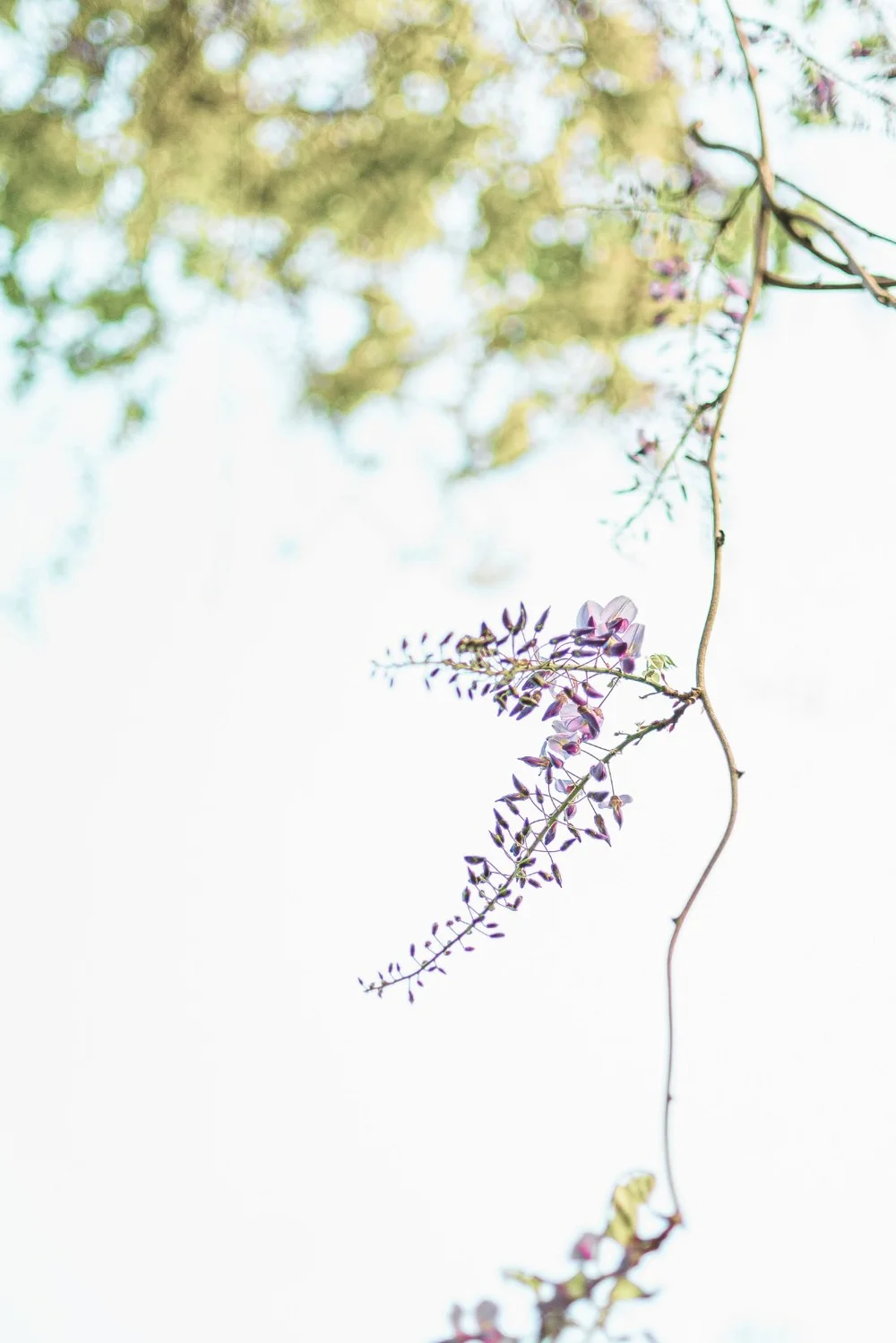 Pure Serenity Acupuncture and Wellness