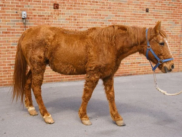 Equine Endocrinology Group