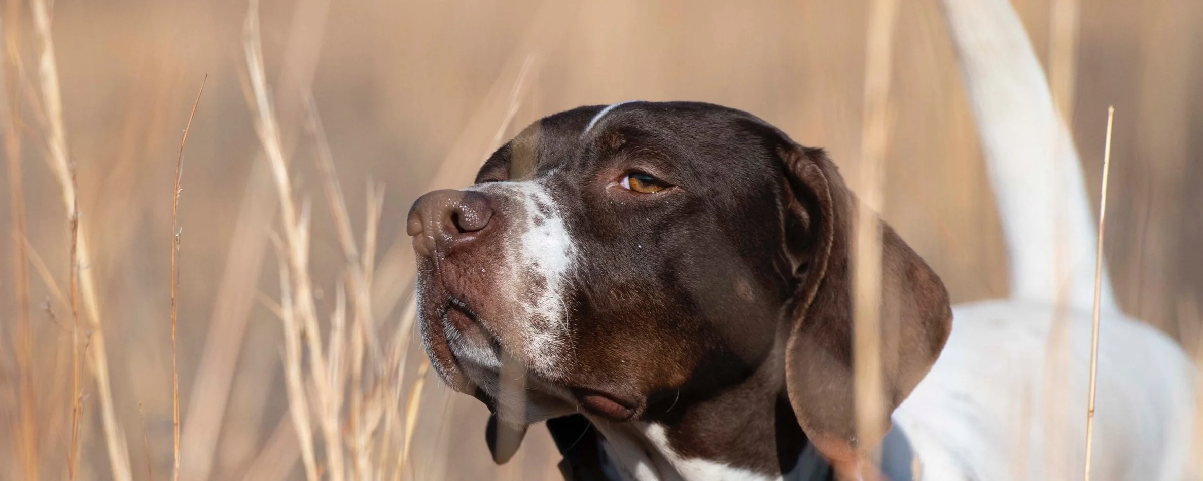 Smith Kennels: Training Bird Dogs and Teaching People