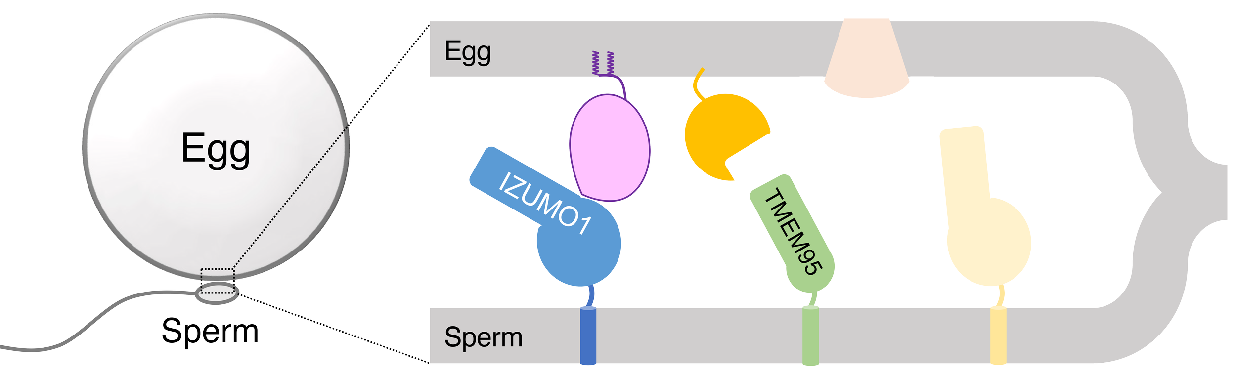 Research — The Steven Tang Lab - Yale University