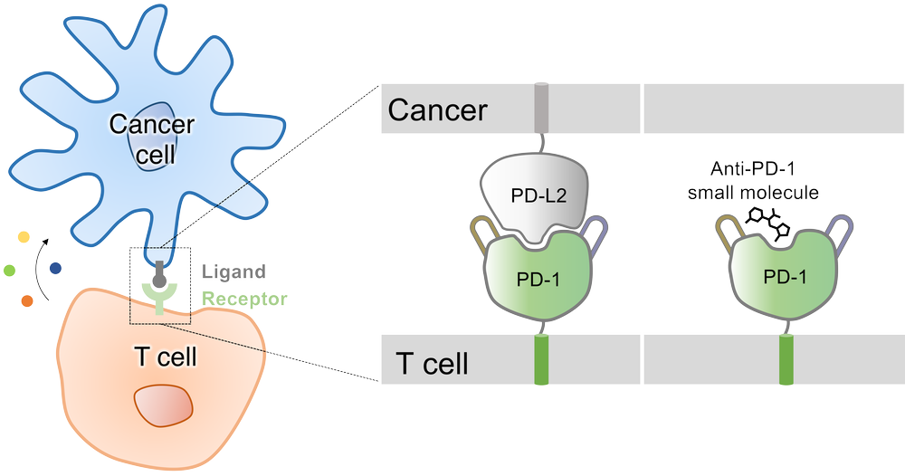 Research — The Steven Tang Lab - Yale University