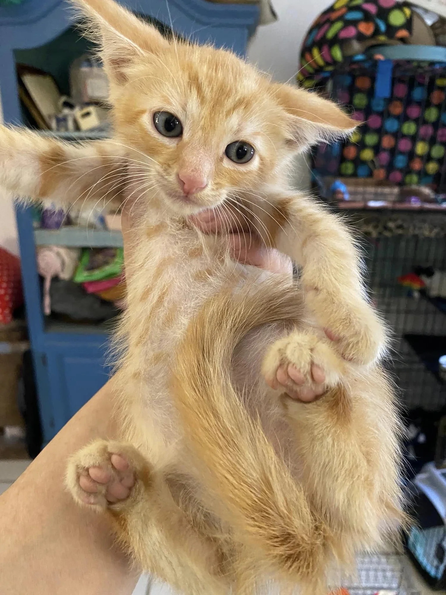 Cat Rescue - Pretty Kitty Miami-Dade Recue