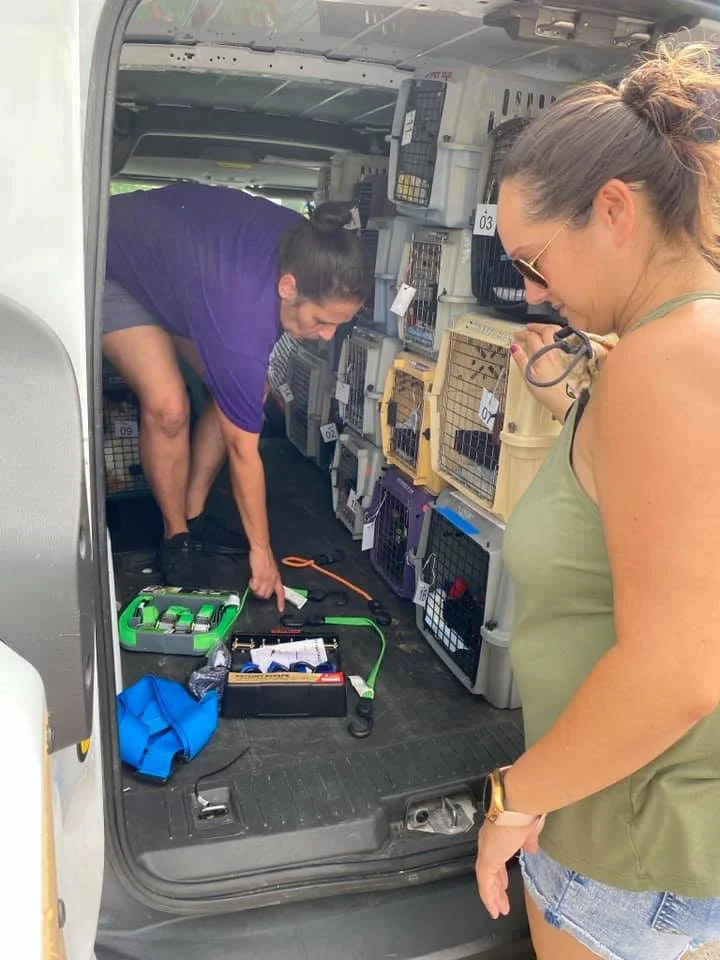 Cat Rescue Services — Pretty Kitty Miami-Dade Rescue