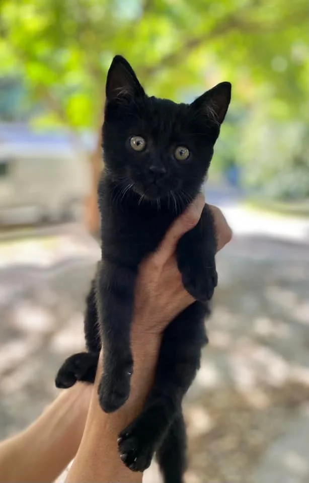 Cat Rescue Services — Pretty Kitty Miami-Dade Rescue