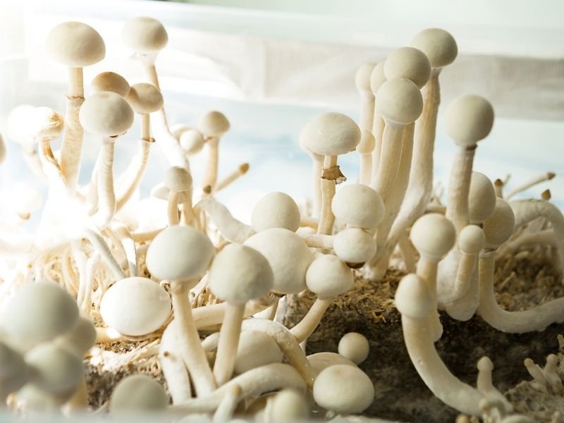 What is psilocybin? Understanding magic mushrooms and their effects