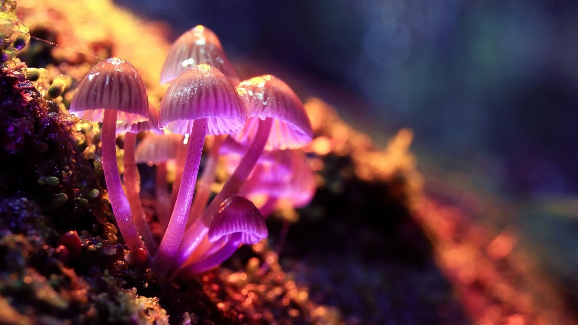 Where to access legal psilocybin therapy in the US?