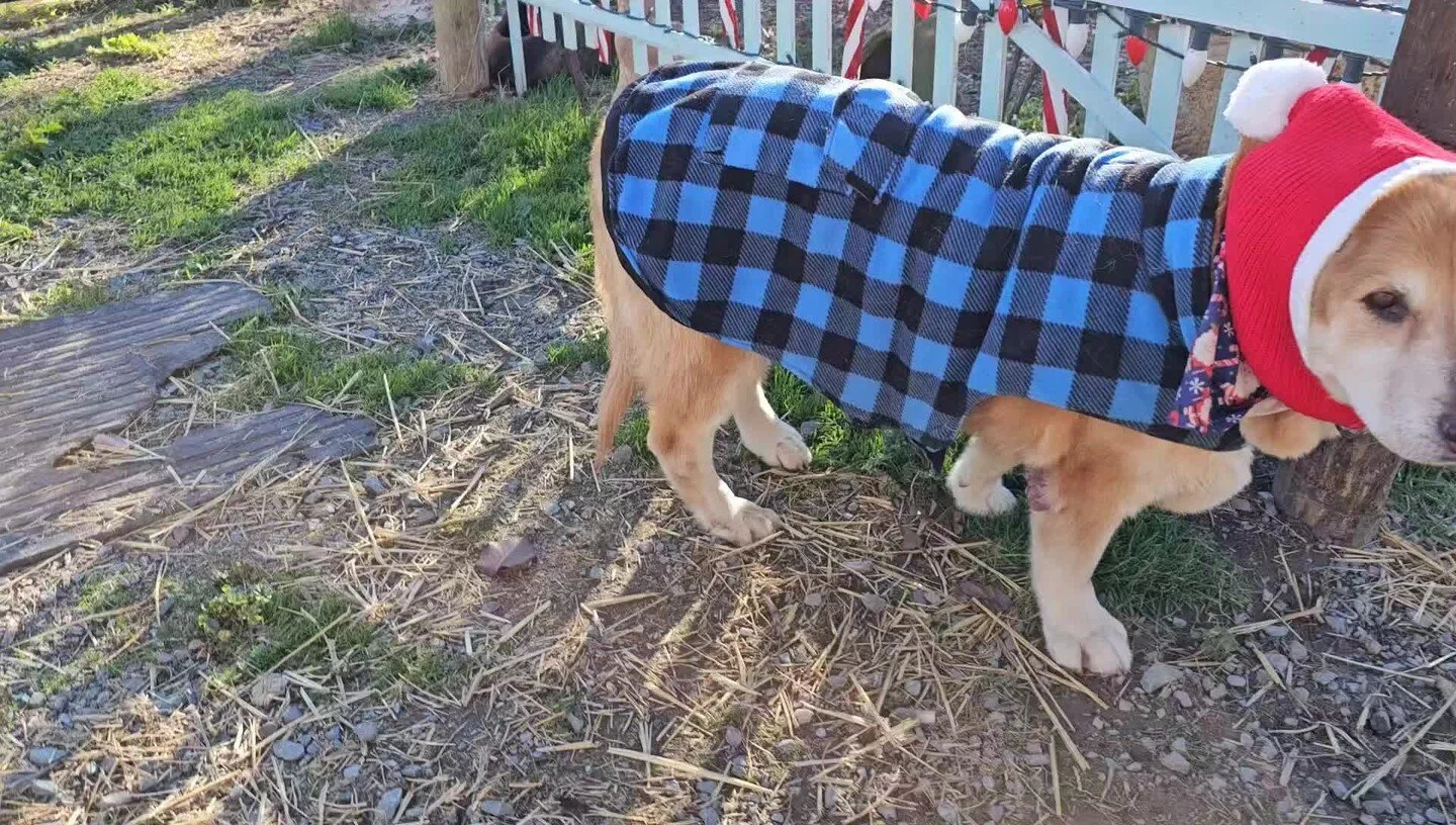 Chicharron’s Memorial — Lucky Ones Ranch