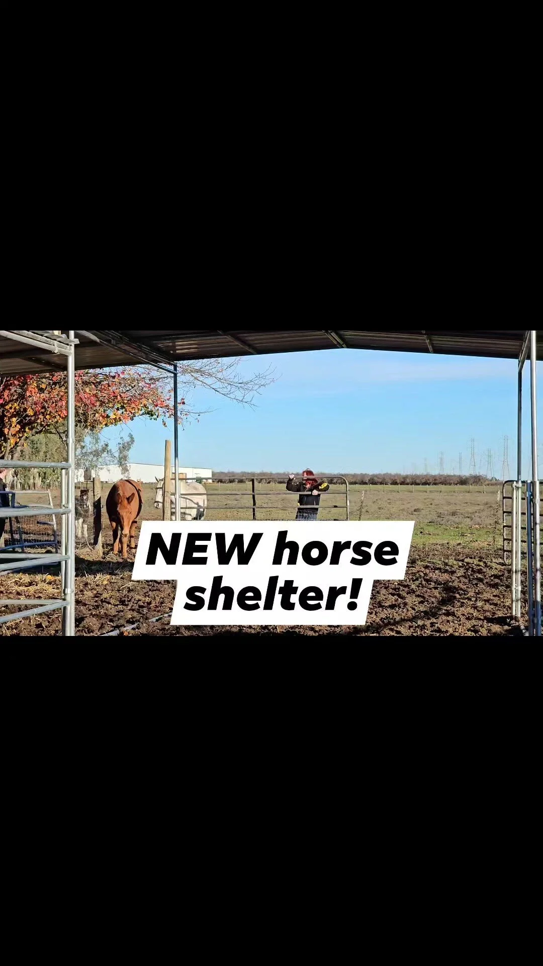 Chicharron’s Memorial — Lucky Ones Ranch