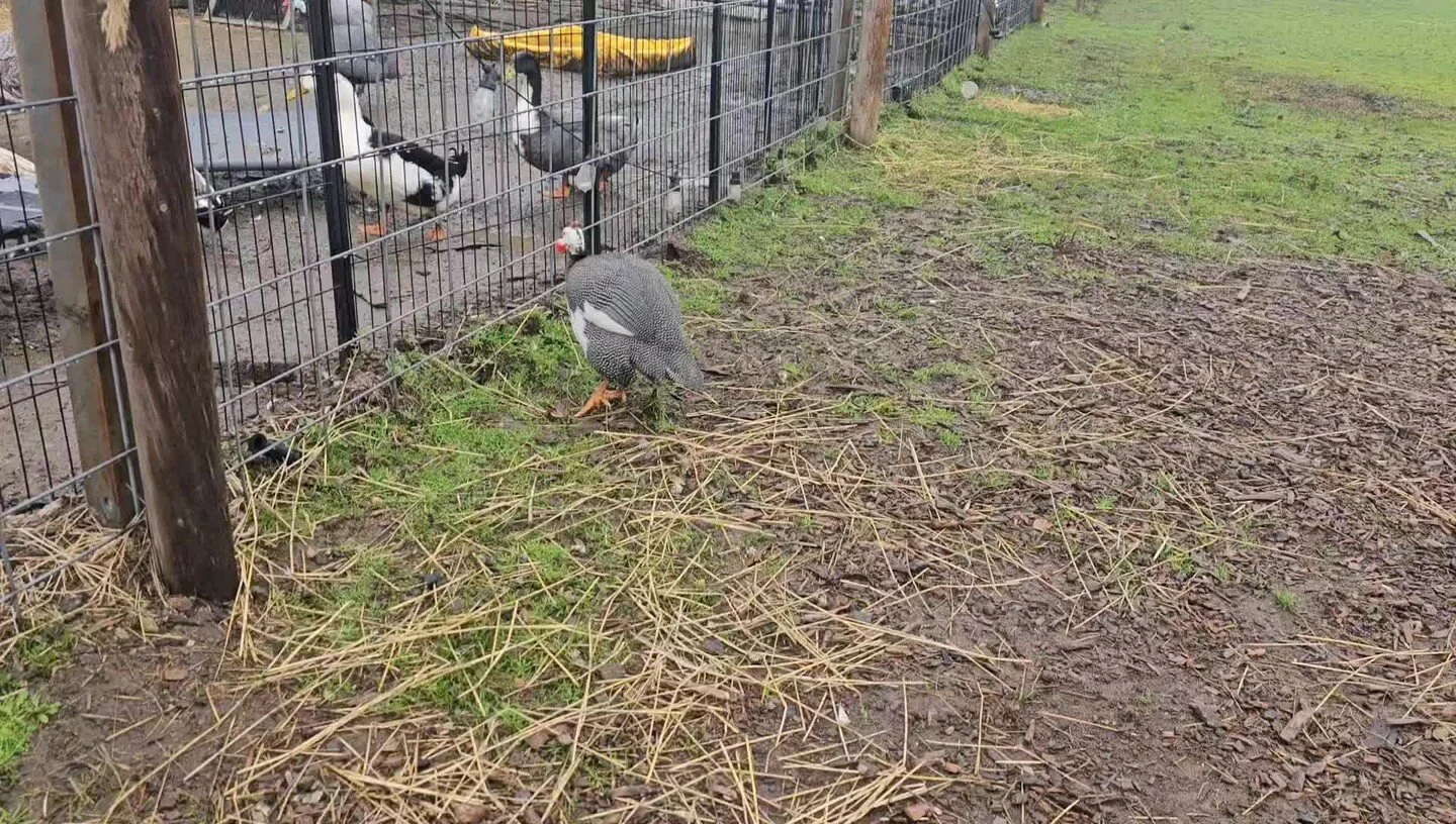 Our Animals — Lucky Ones Ranch