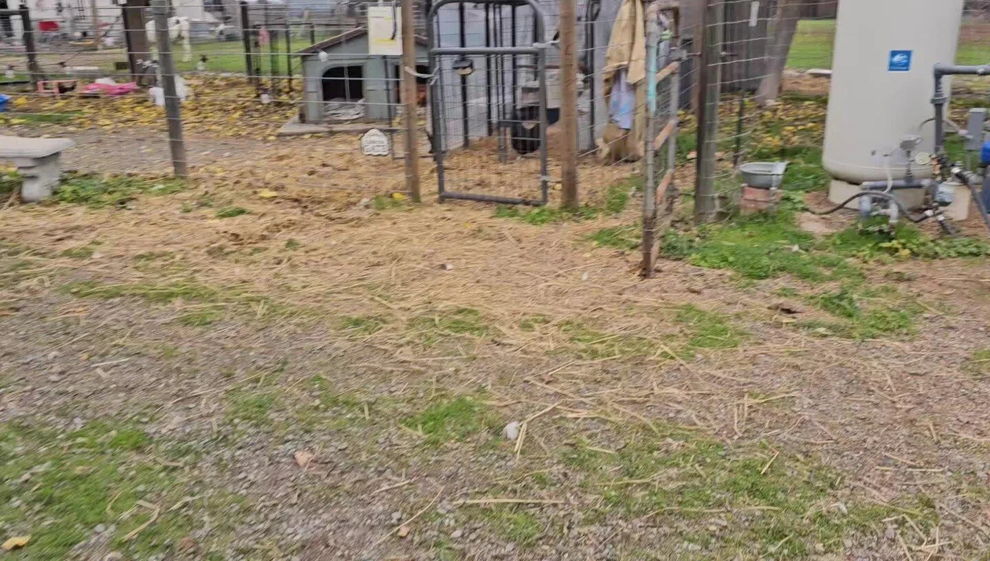 Our Animals — Lucky Ones Ranch