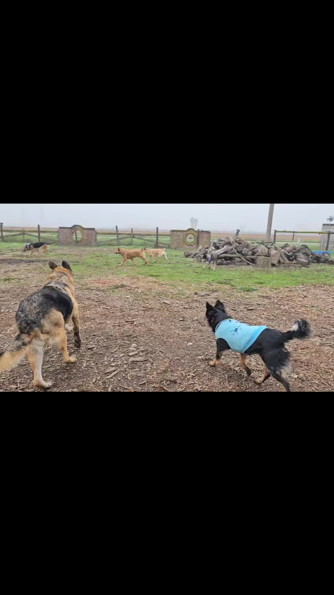 Bocelli aka Bochy — Lucky Ones Ranch