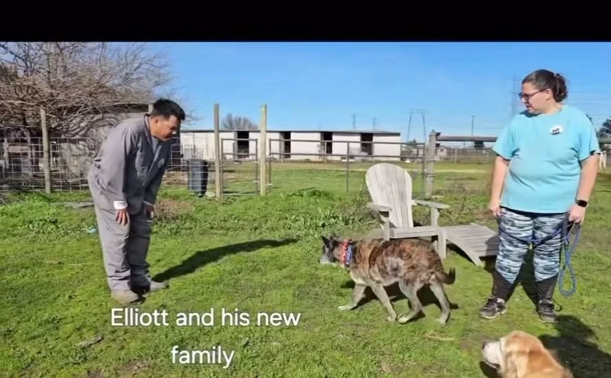 Henry — Lucky Ones Ranch