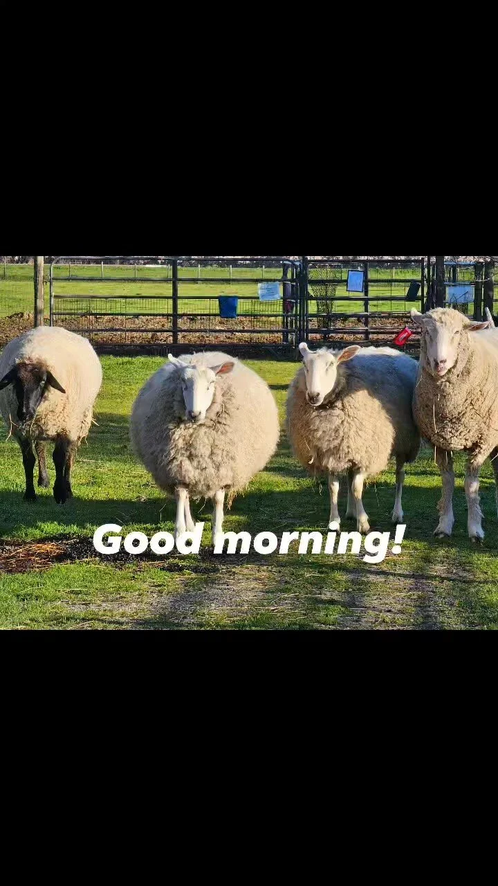 Visit — Lucky Ones Ranch