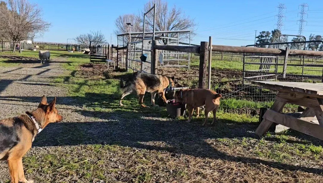 Visit — Lucky Ones Ranch