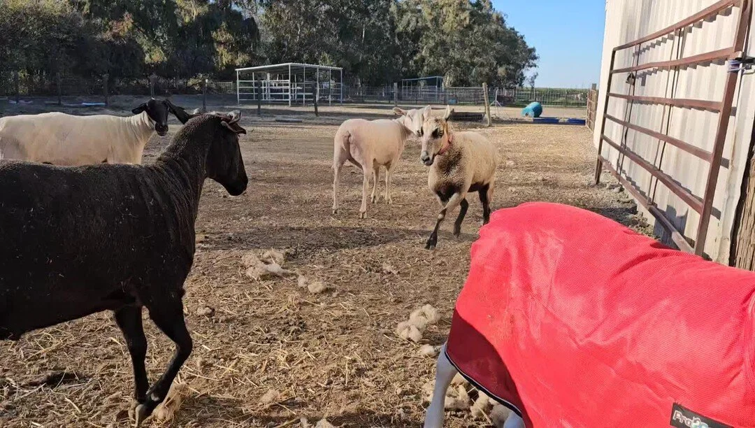 Maggie Mae’s Memorial — Lucky Ones Ranch