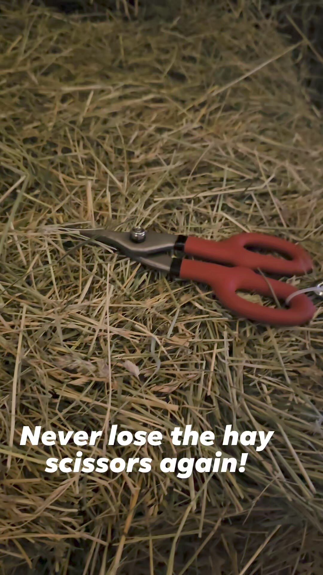 Stinky — Lucky Ones Ranch