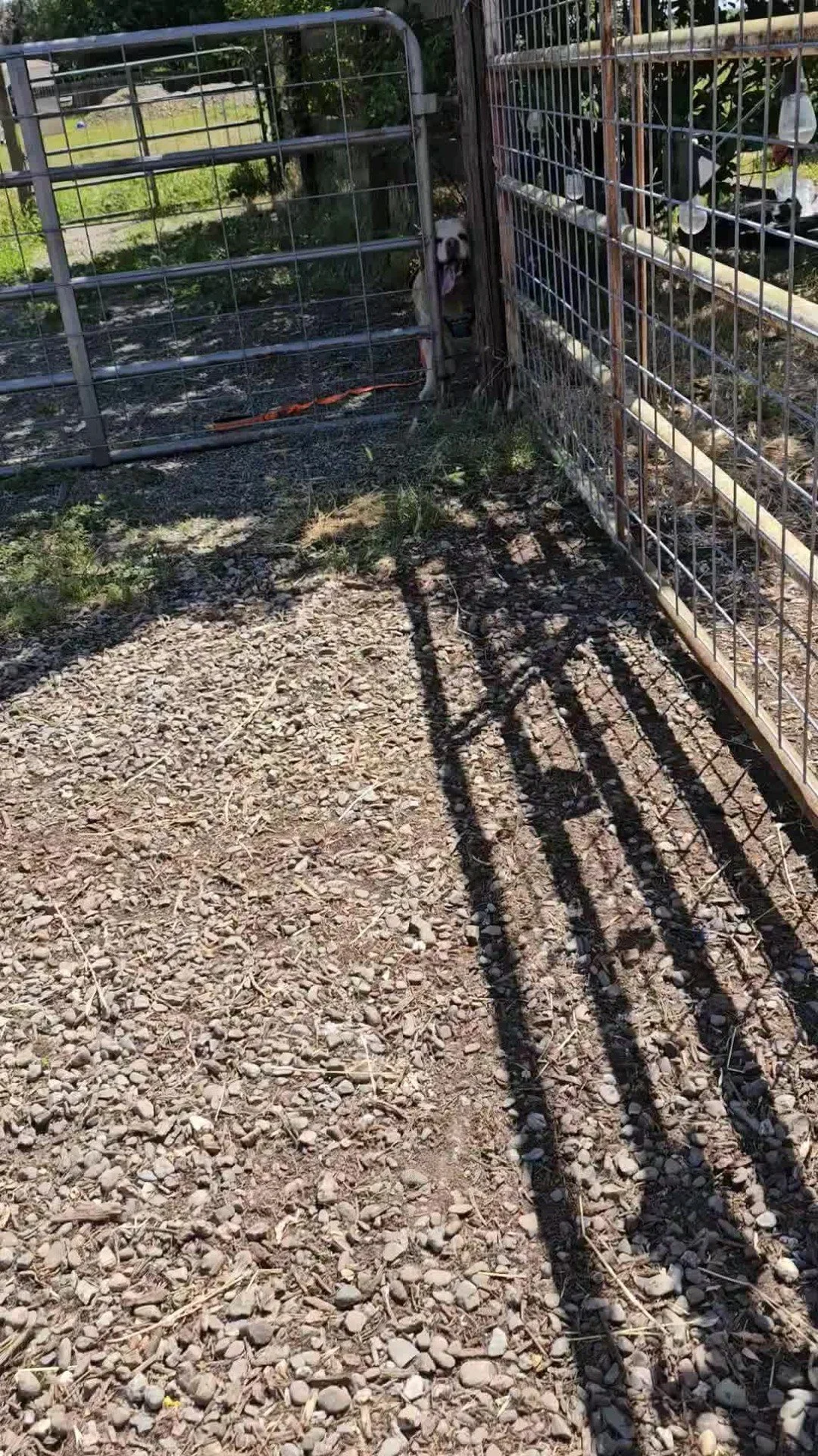 About — Lucky Ones Ranch