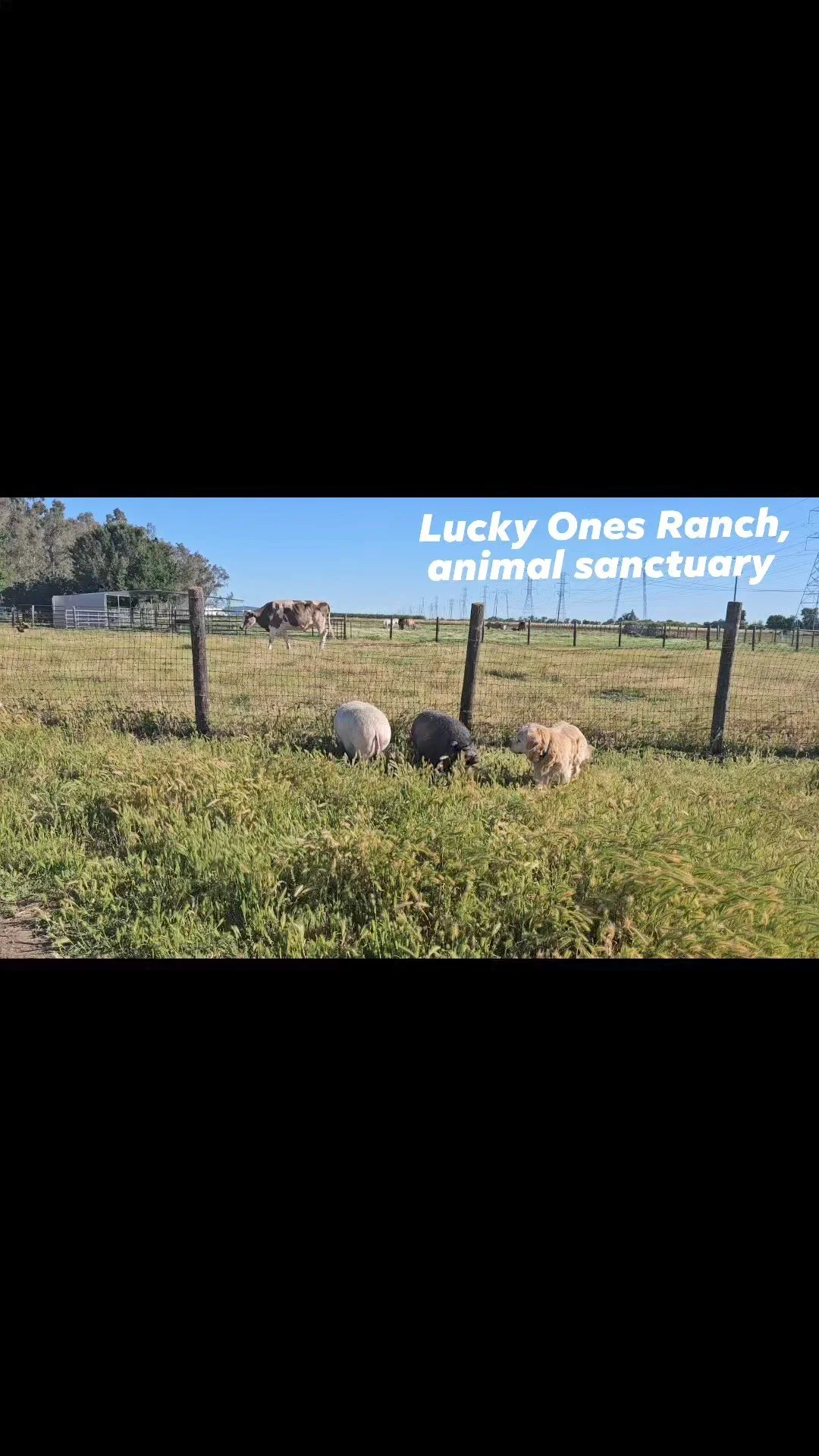 Visit — Lucky Ones Ranch