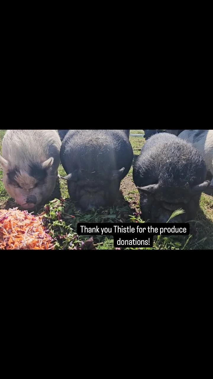 Visit — Lucky Ones Ranch