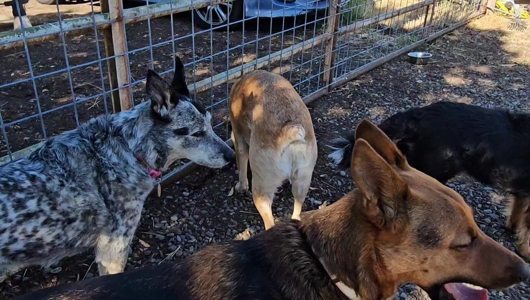 Ricky’s Memorial — Lucky Ones Ranch