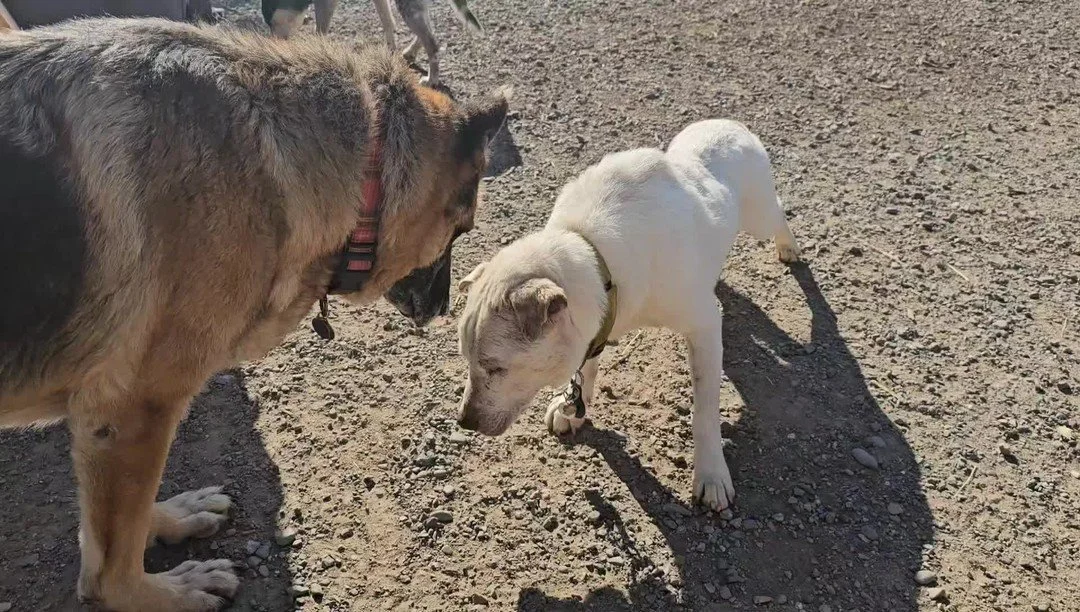 Ricky’s Memorial — Lucky Ones Ranch