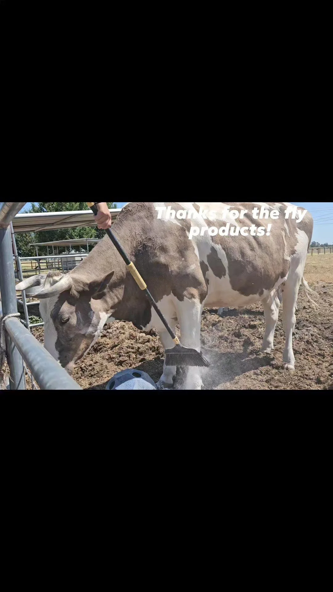 Maggie the Sheep — Lucky Ones Ranch