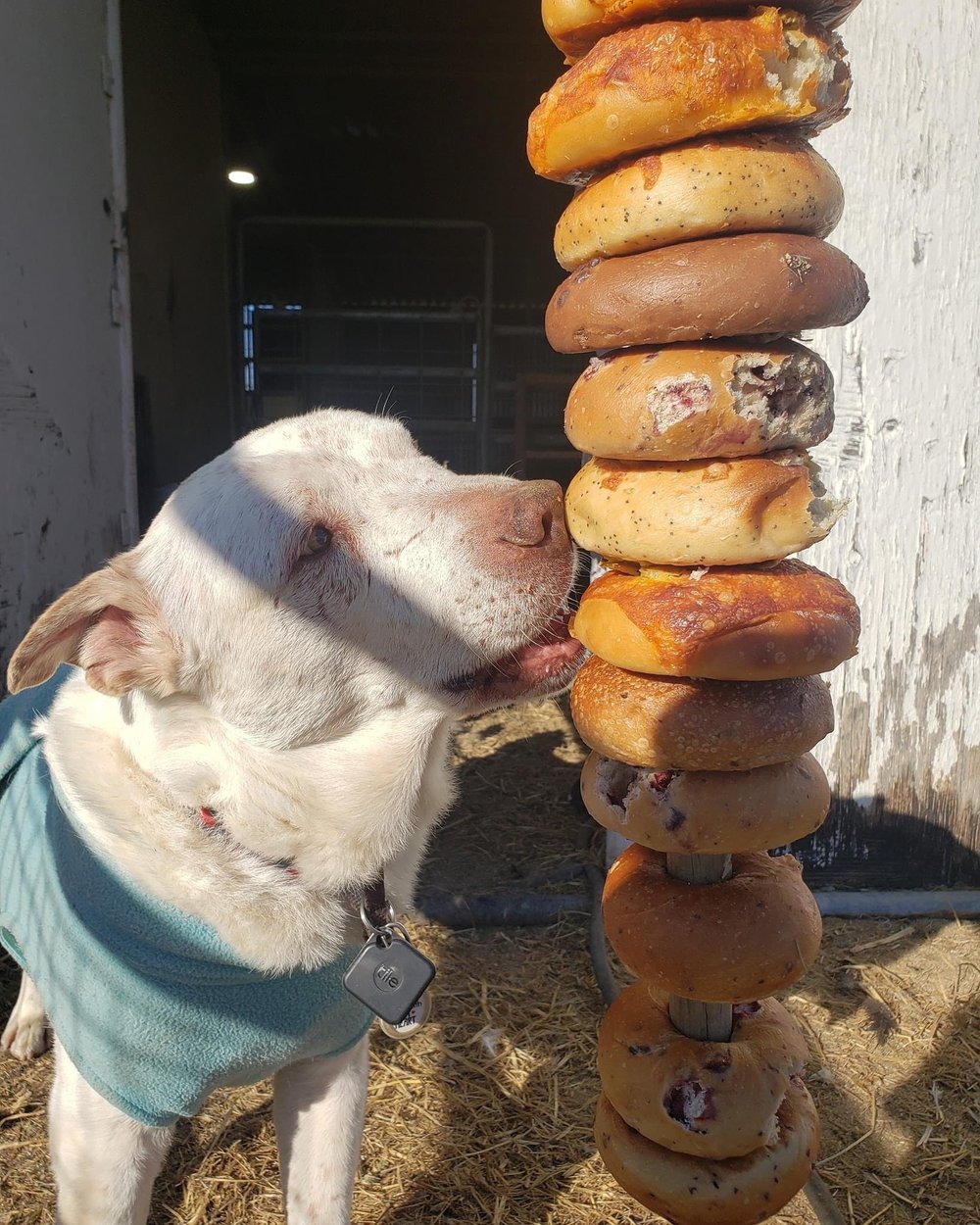 Our Animals — Lucky Ones Ranch