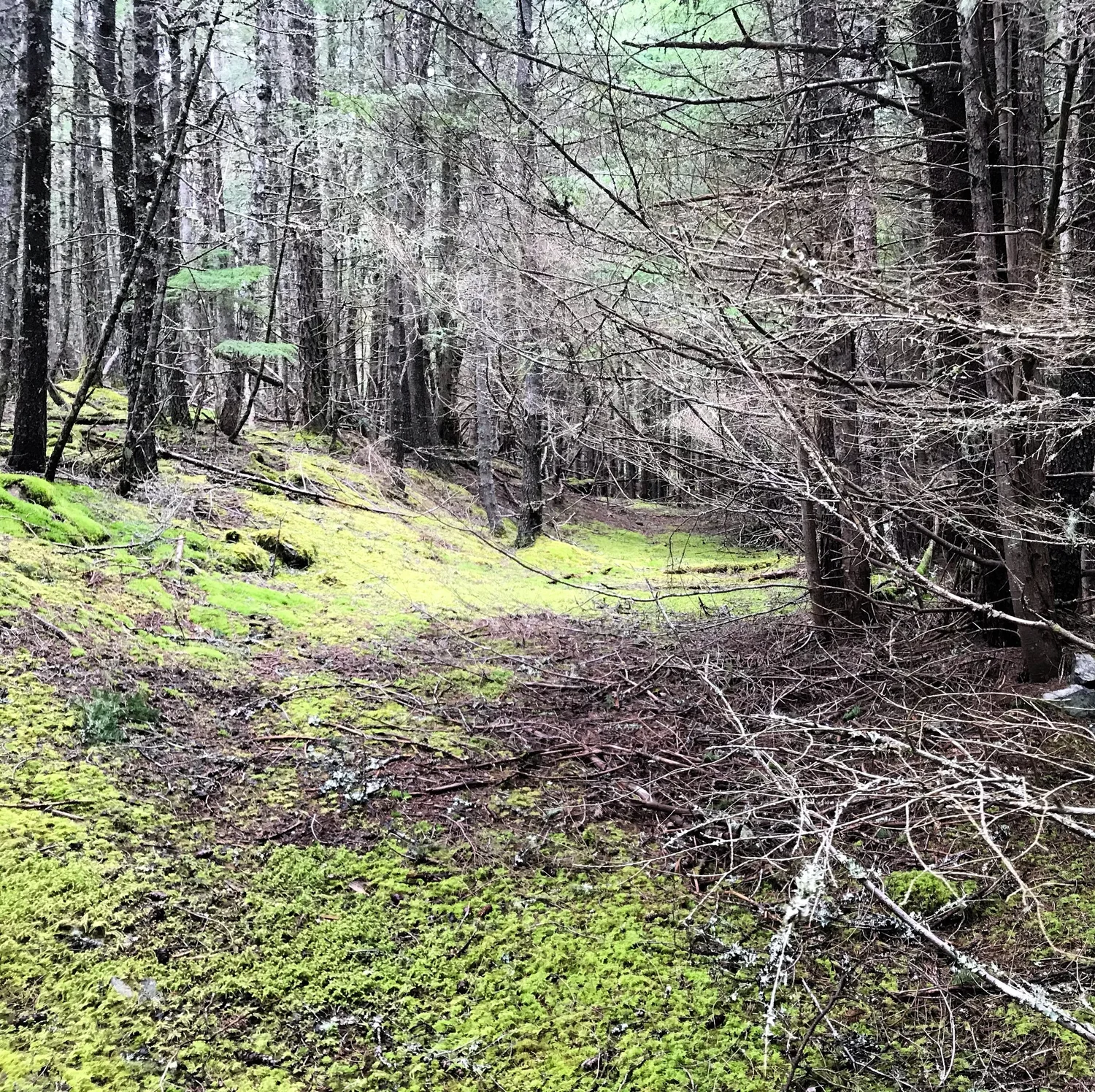 Mt. Constitution Forest Research — atelierjones