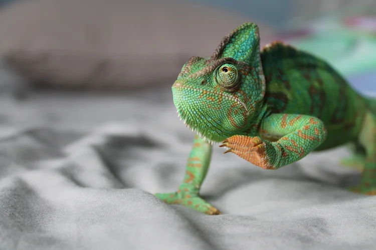 How to choose the right chameleon cage — Neptune the Chameleon