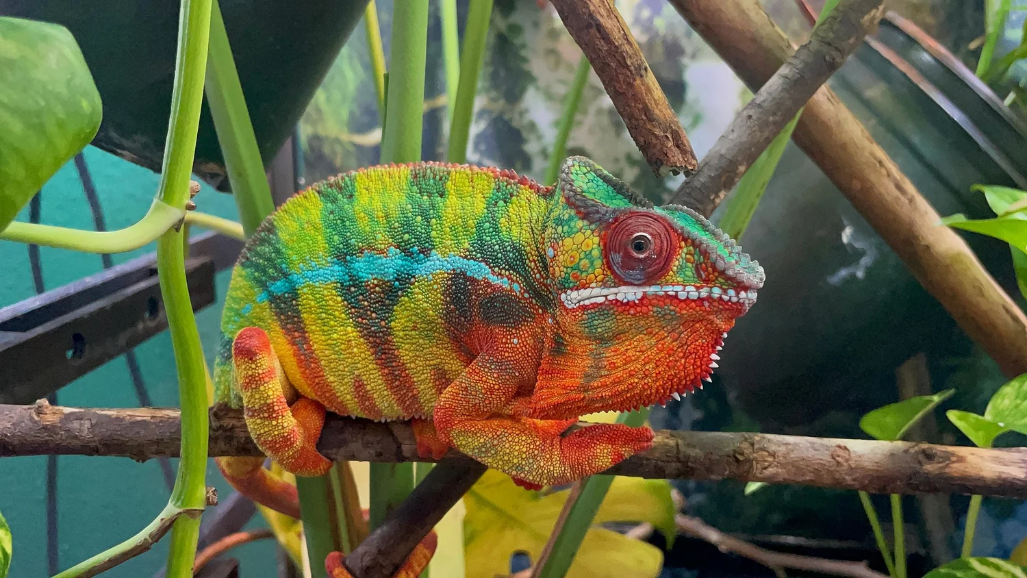 Chameleon application — Neptune the Chameleon