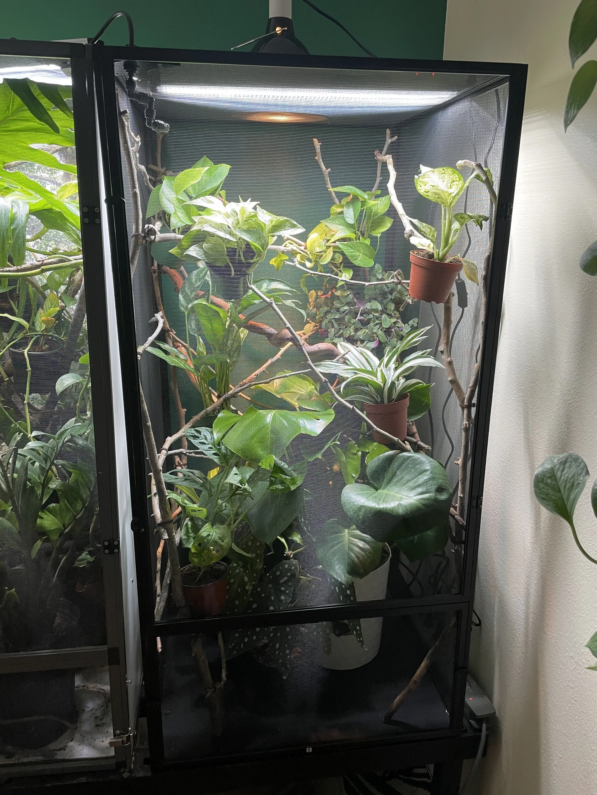 How to take care of a pet chameleon | Neptune the Chameleon