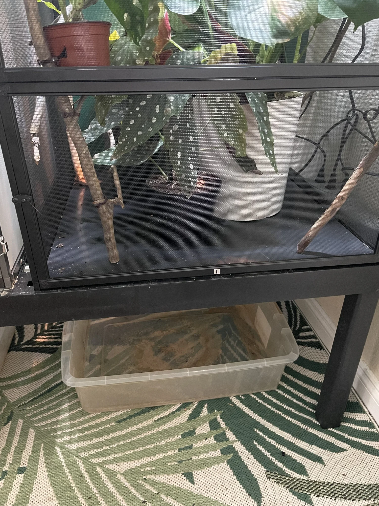 How to water a chameleon? — Neptune the Chameleon