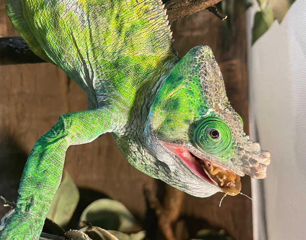 How to take care of a pet chameleon | Neptune the Chameleon