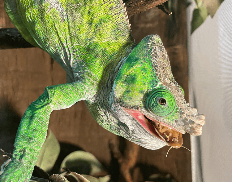 How to take care of a pet chameleon | Neptune the Chameleon