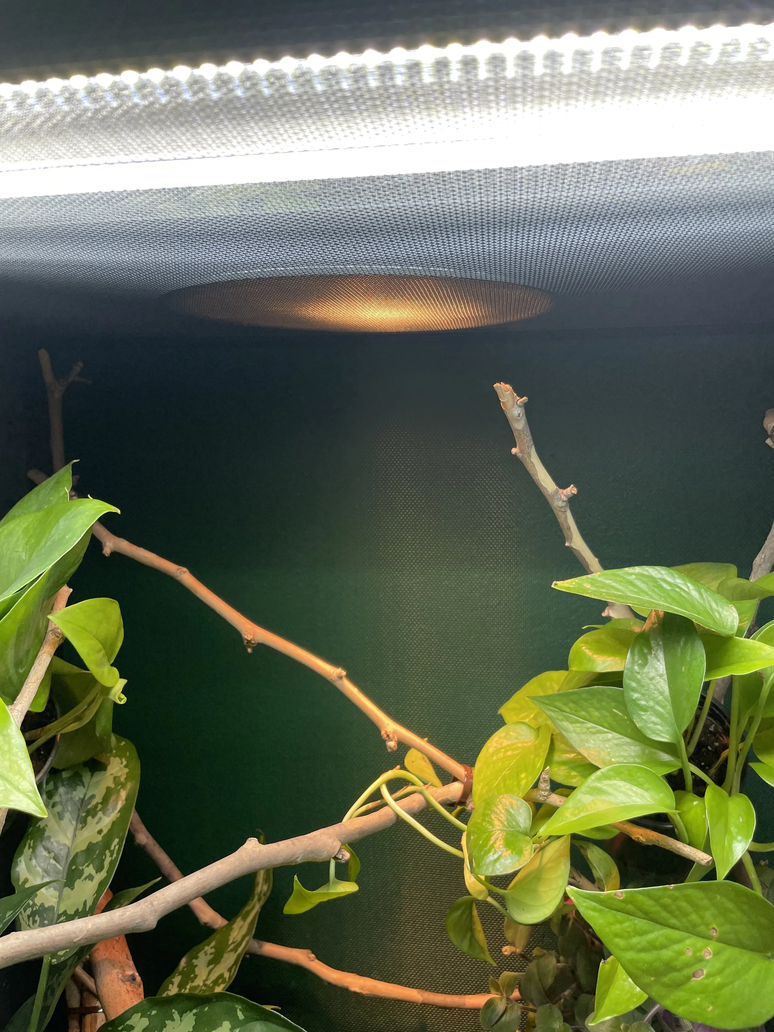 What lights does a pet chameleon need? — Neptune the Chameleon