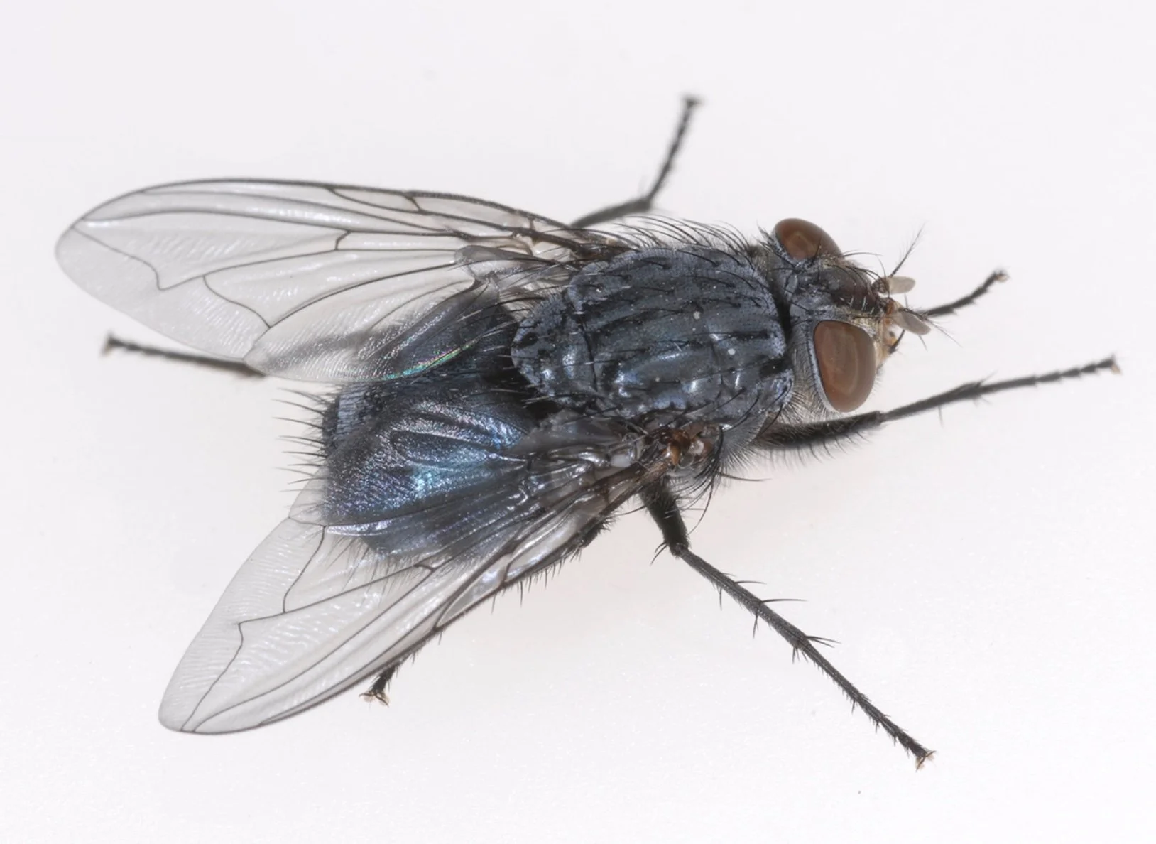 What bugs are safe to feed to a pet chameleon? — Neptune the Chameleon