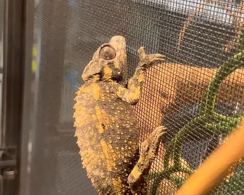 How to take care of a pet chameleon | Neptune the Chameleon
