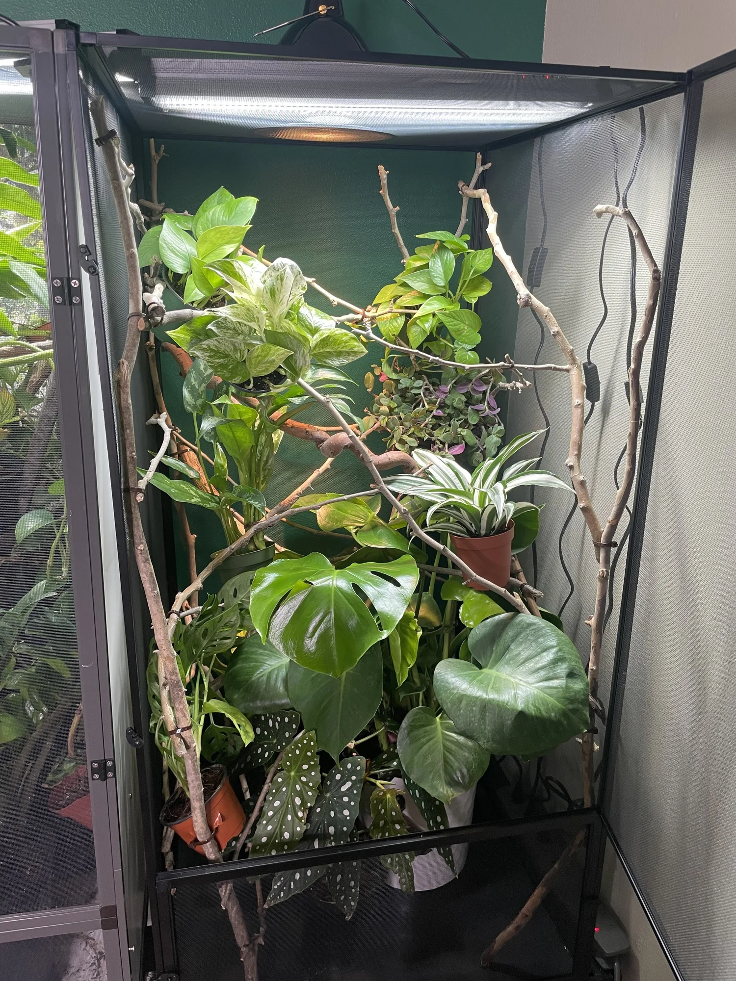 How to take care of a pet chameleon | Neptune the Chameleon