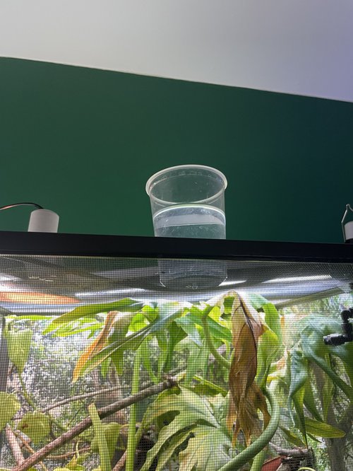 How to water a chameleon? — Neptune the Chameleon