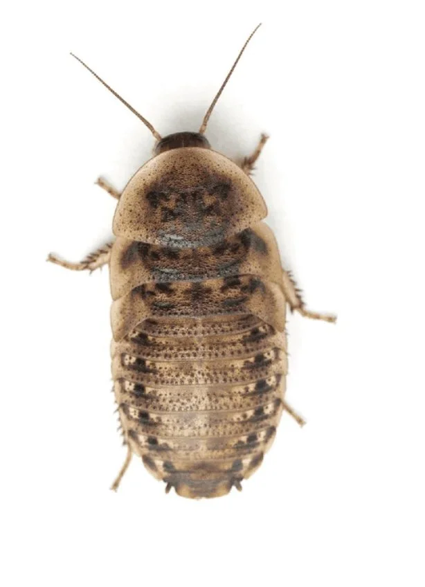 What bugs are safe to feed to a pet chameleon? — Neptune the Chameleon