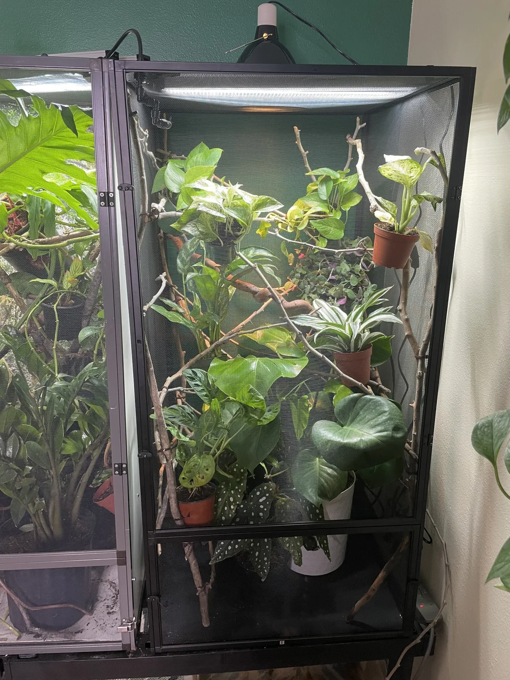 How to attach plants and branches in a chameleon enclosure — Neptune ...