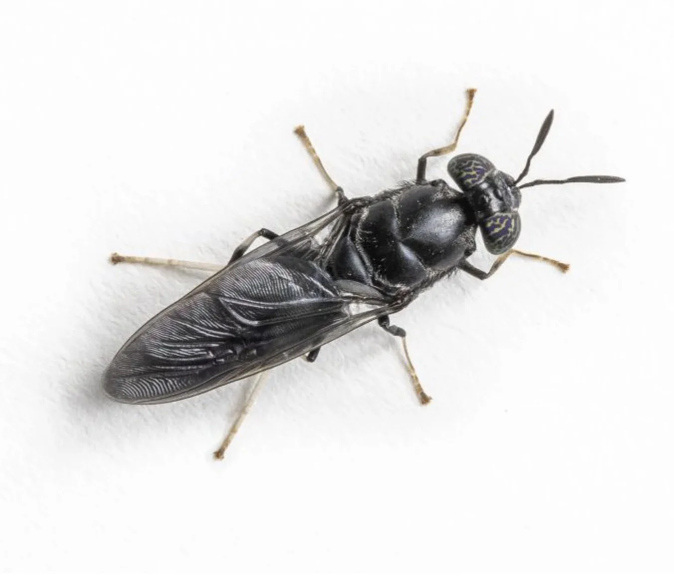 What bugs are safe to feed to a pet chameleon? — Neptune the Chameleon