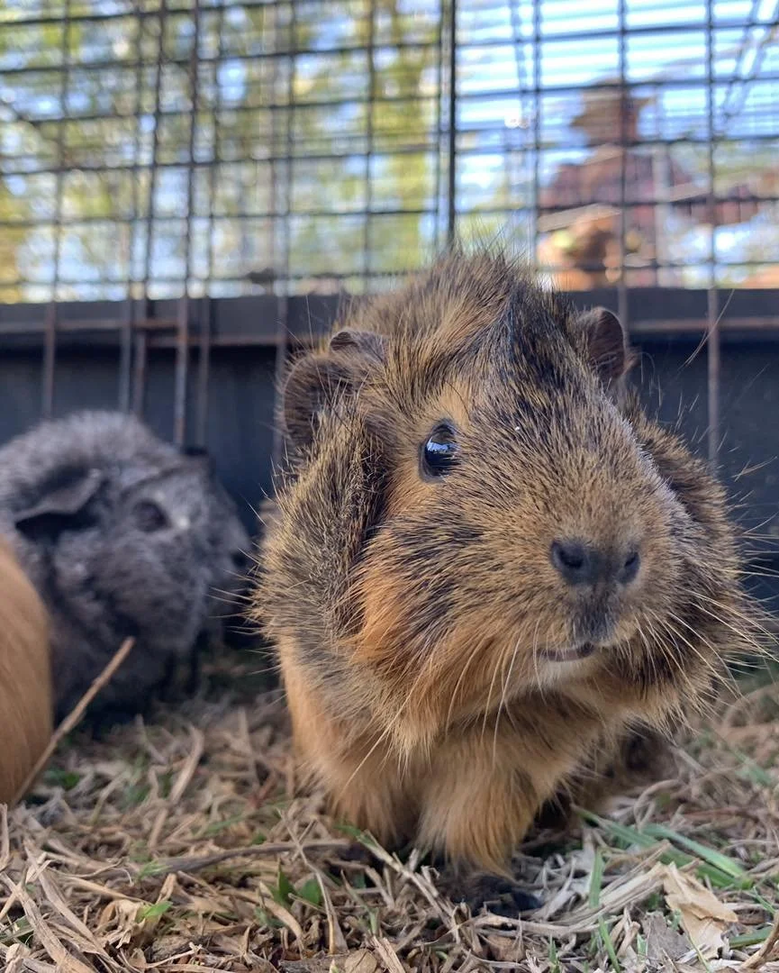 Services — ABC Animal Farm