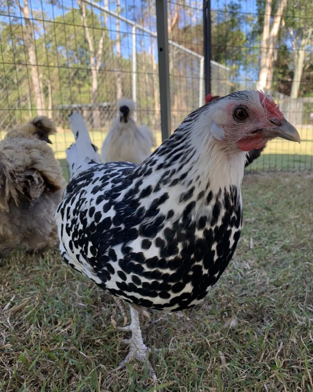 Services — ABC Animal Farm