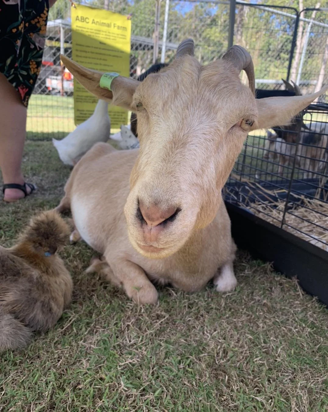 Services — ABC Animal Farm